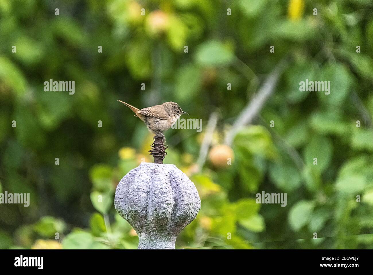 Selective focus of a brown small house wren perching on a metallic pole ...