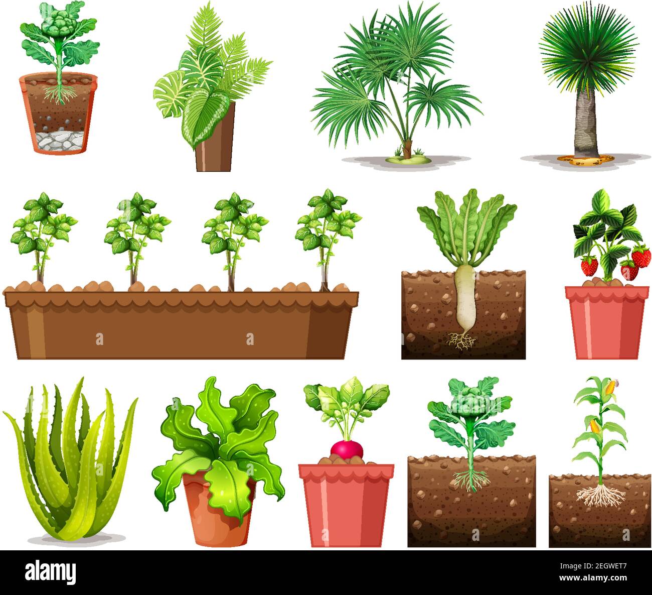 Set of different plants in pots isolated on white background ...
