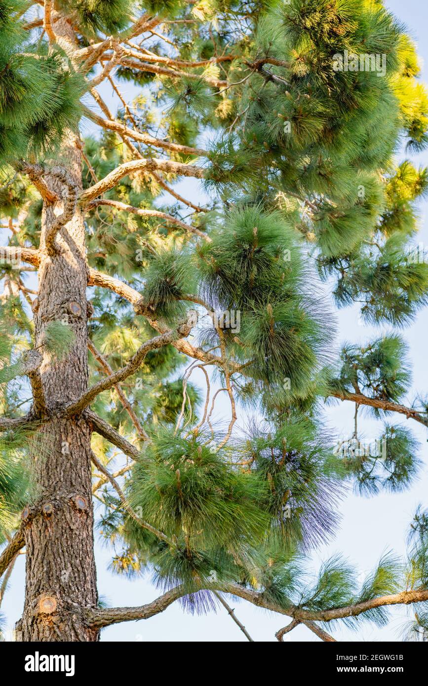 Canary island pine tree hi-res stock photography and images - Alamy
