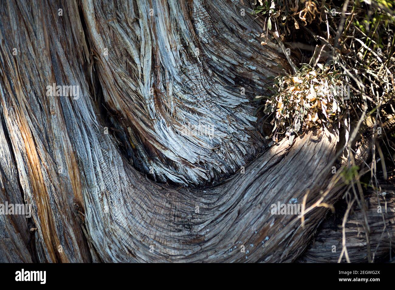 The texture of a dry juniper tree trunk. Curved trunk with fibers and ...