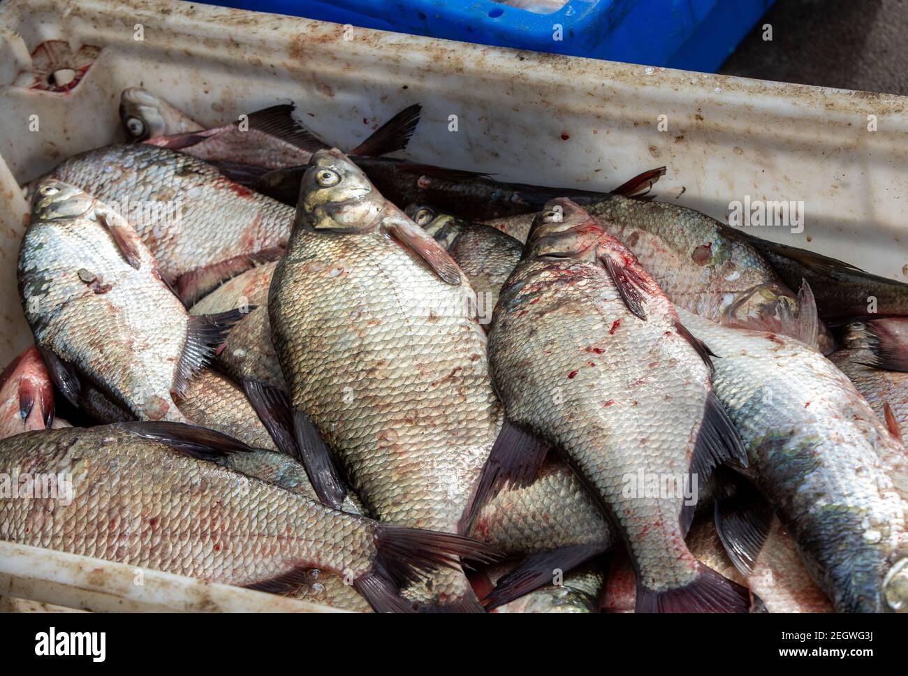 fresh fish sold straight from the fishing boat in the port Stock Photo ...