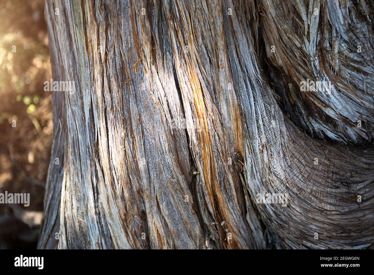 The texture of a dry juniper tree trunk. Curved trunk with fibers and ...