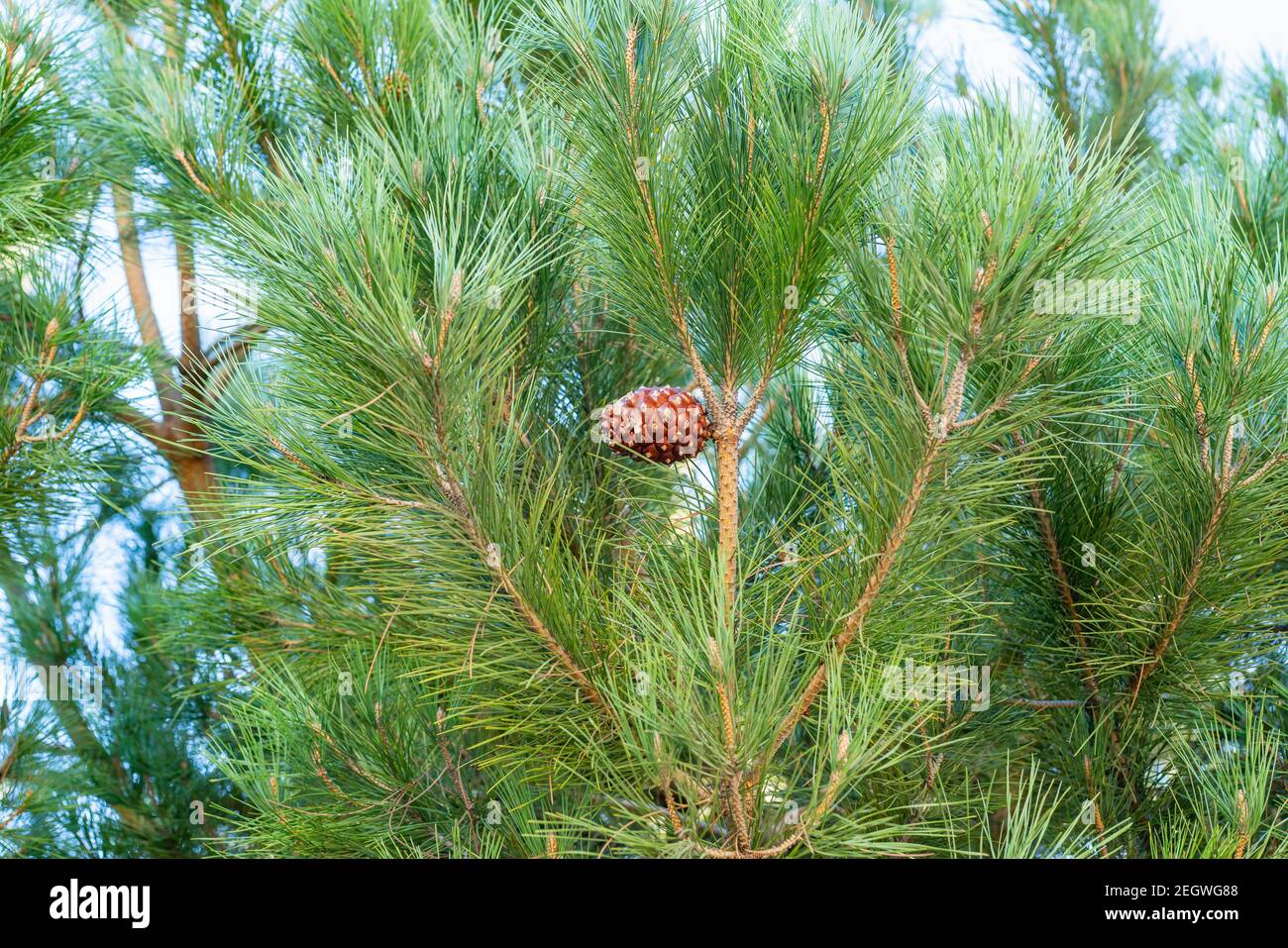 Pine tree close up, clear blue sky background Stock Photo - Alamy