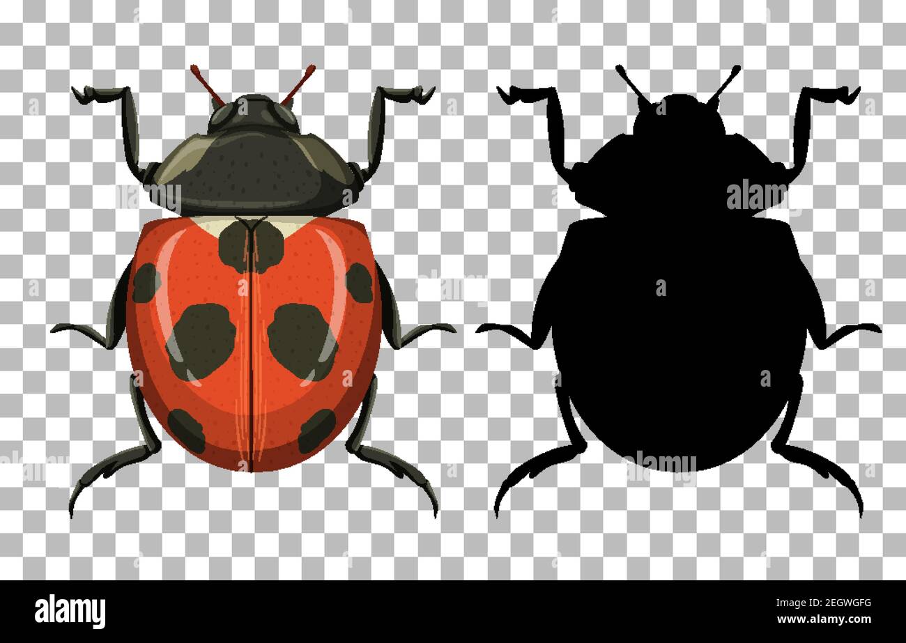 Ladybug on transparent background illustration Stock Vector Image & Art ...