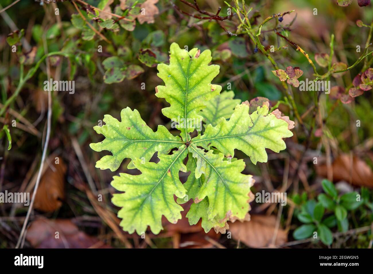 Oak seedling - growing hope for the environment Stock Photo - Alamy