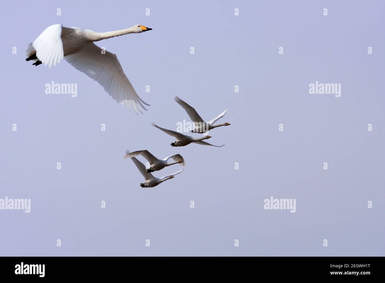 Cygnus cygnus, whooper swan in the sky, early morning in sunrise Stock ...