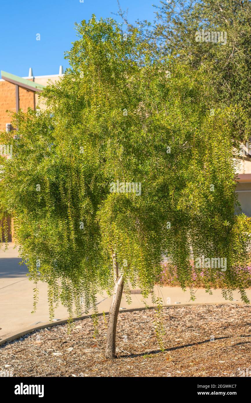 Beautiful young willow tree vibrant hi-res stock photography and images ...