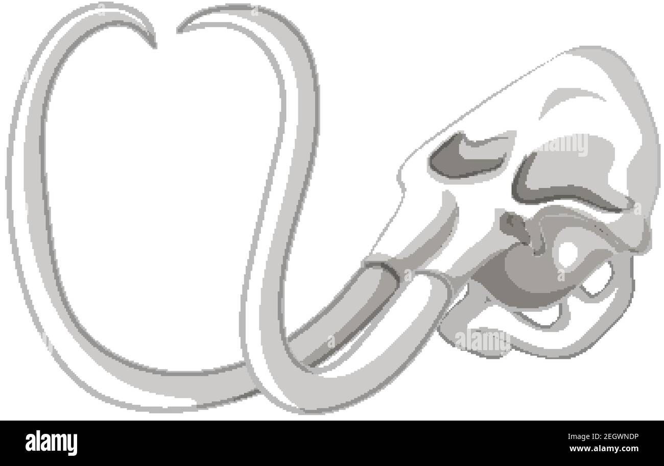 Isolated mammoth skull on white background illustration Stock Vector ...