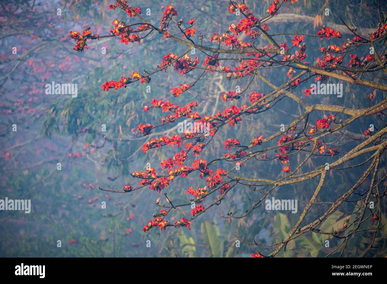 Silk Cotton flower also known as Bombax Ceiba, Shimul. Spring flowers ...
