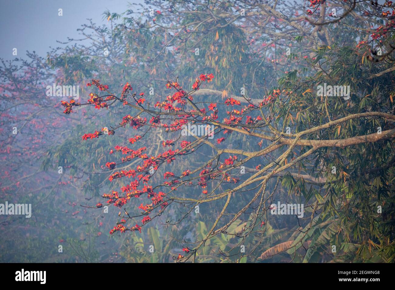 Silk Cotton flower also known as Bombax Ceiba, Shimul. Spring flowers ...