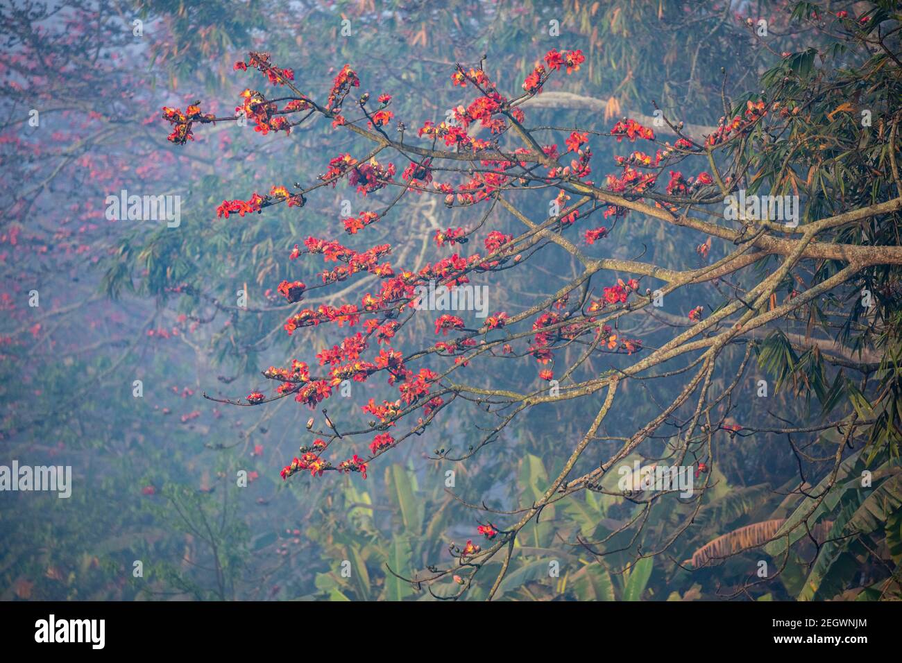 Silk Cotton flower also known as Bombax Ceiba, Shimul. Spring flowers ...