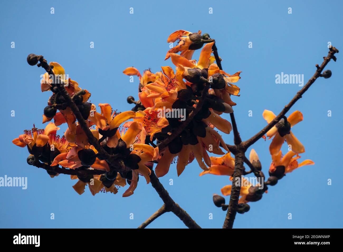 Silk Cotton flower also known as Bombax Ceiba, Shimul. Spring flowers ...