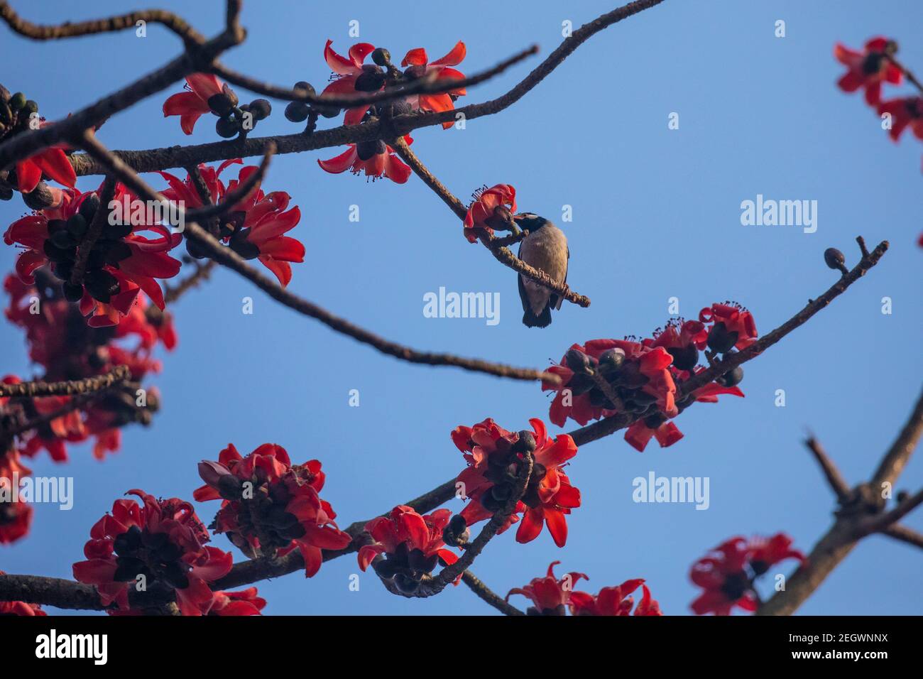 Silk Cotton flower also known as Bombax Ceiba, Shimul. Spring flowers ...