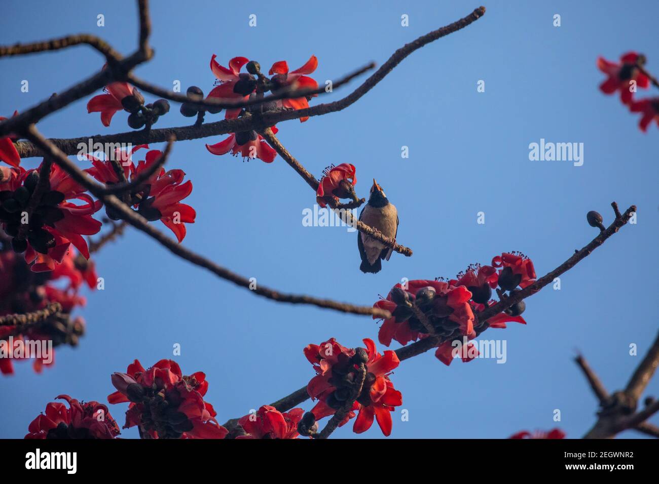 Silk Cotton flower also known as Bombax Ceiba, Shimul. Spring flowers ...