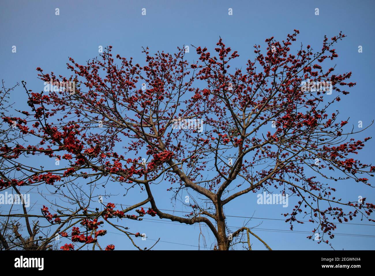 Silk Cotton flower also known as Bombax Ceiba, Shimul. Spring flowers ...