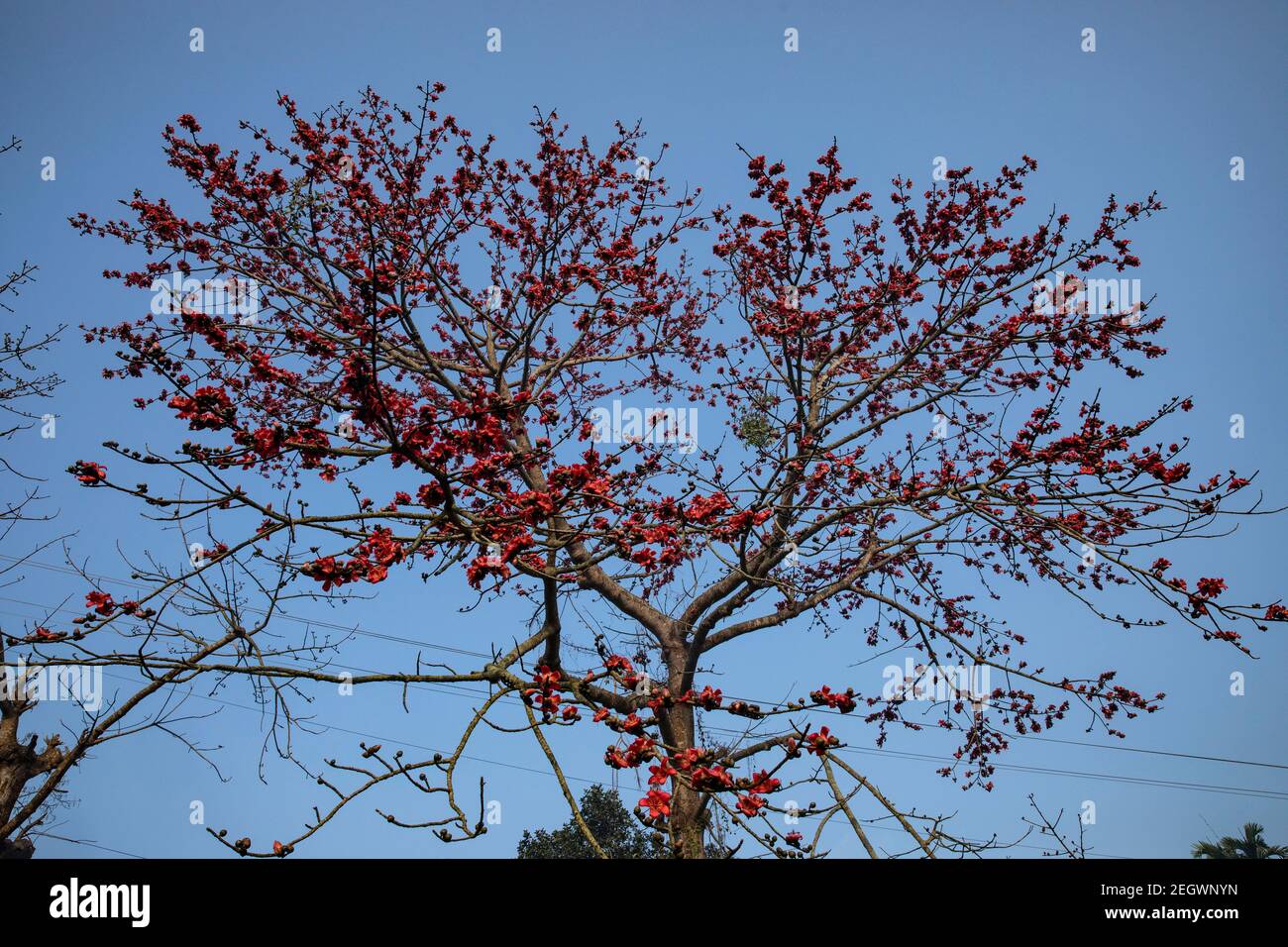 Silk Cotton flower also known as Bombax Ceiba, Shimul. Spring flowers ...