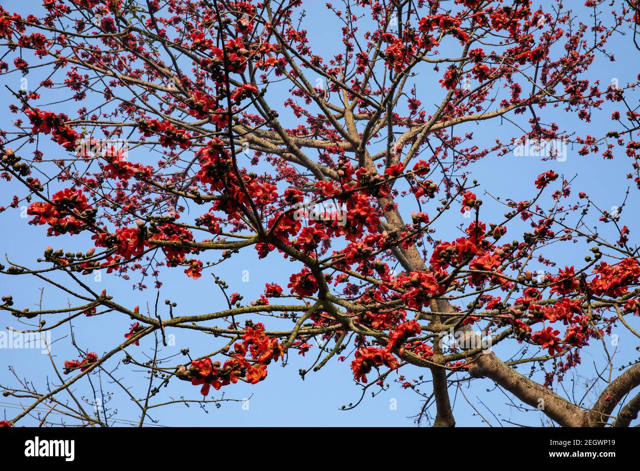 Silk Cotton flower also known as Bombax Ceiba, Shimul. Spring flowers ...