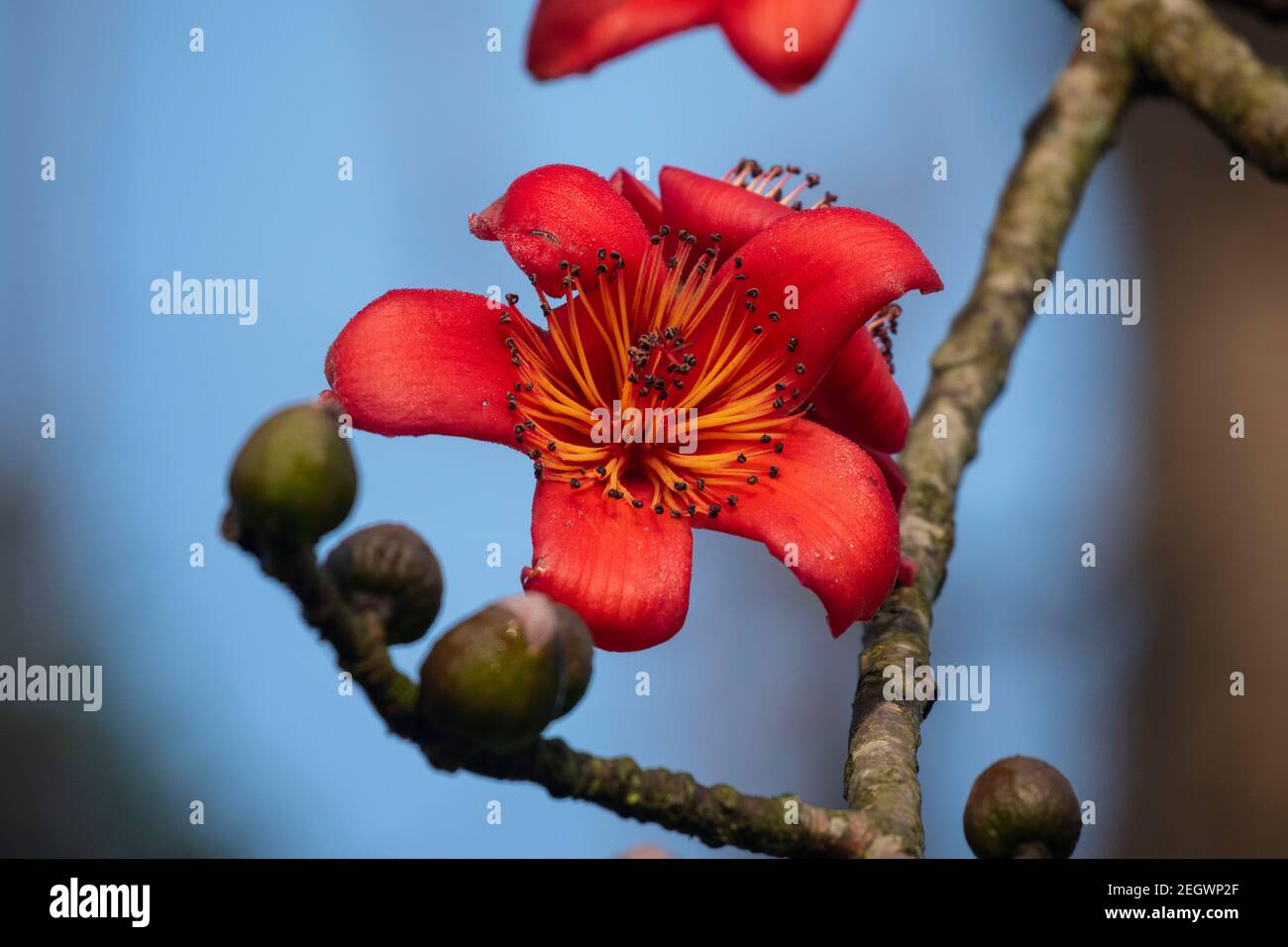 Silk Cotton flower also known as Bombax Ceiba, Shimul. Spring flowers ...
