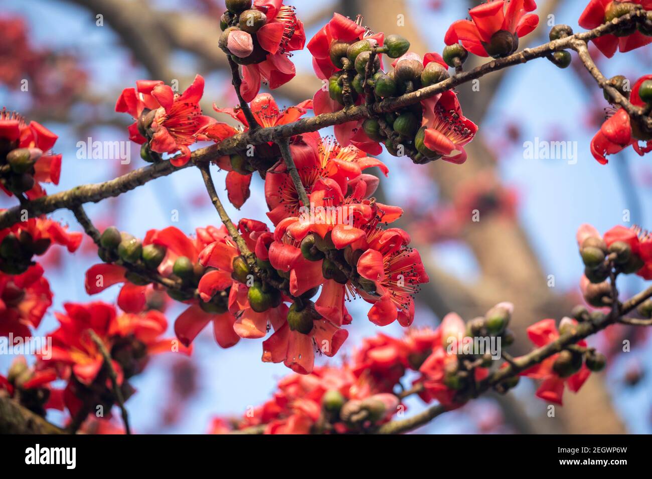 Silk Cotton flower also known as Bombax Ceiba, Shimul. Spring flowers ...