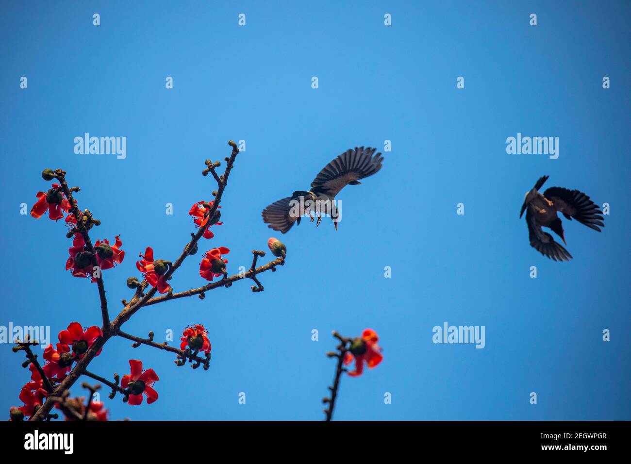 Silk Cotton flower also known as Bombax Ceiba, Shimul. Spring flowers ...