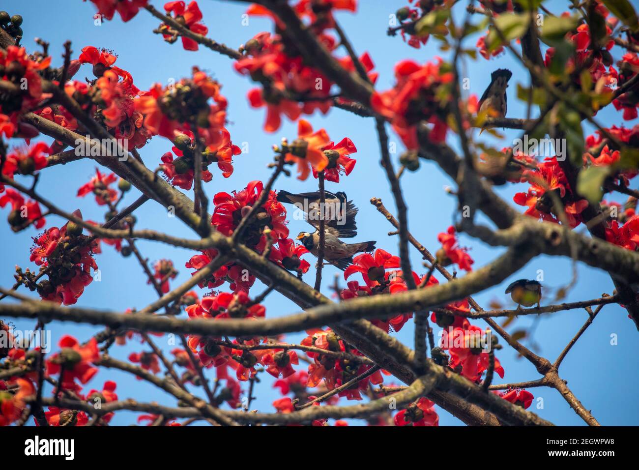 Silk Cotton flower also known as Bombax Ceiba, Shimul. Spring flowers ...