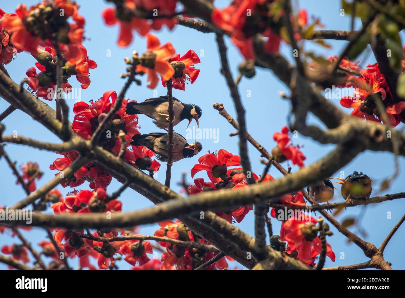 Silk Cotton flower also known as Bombax Ceiba, Shimul. Spring flowers ...
