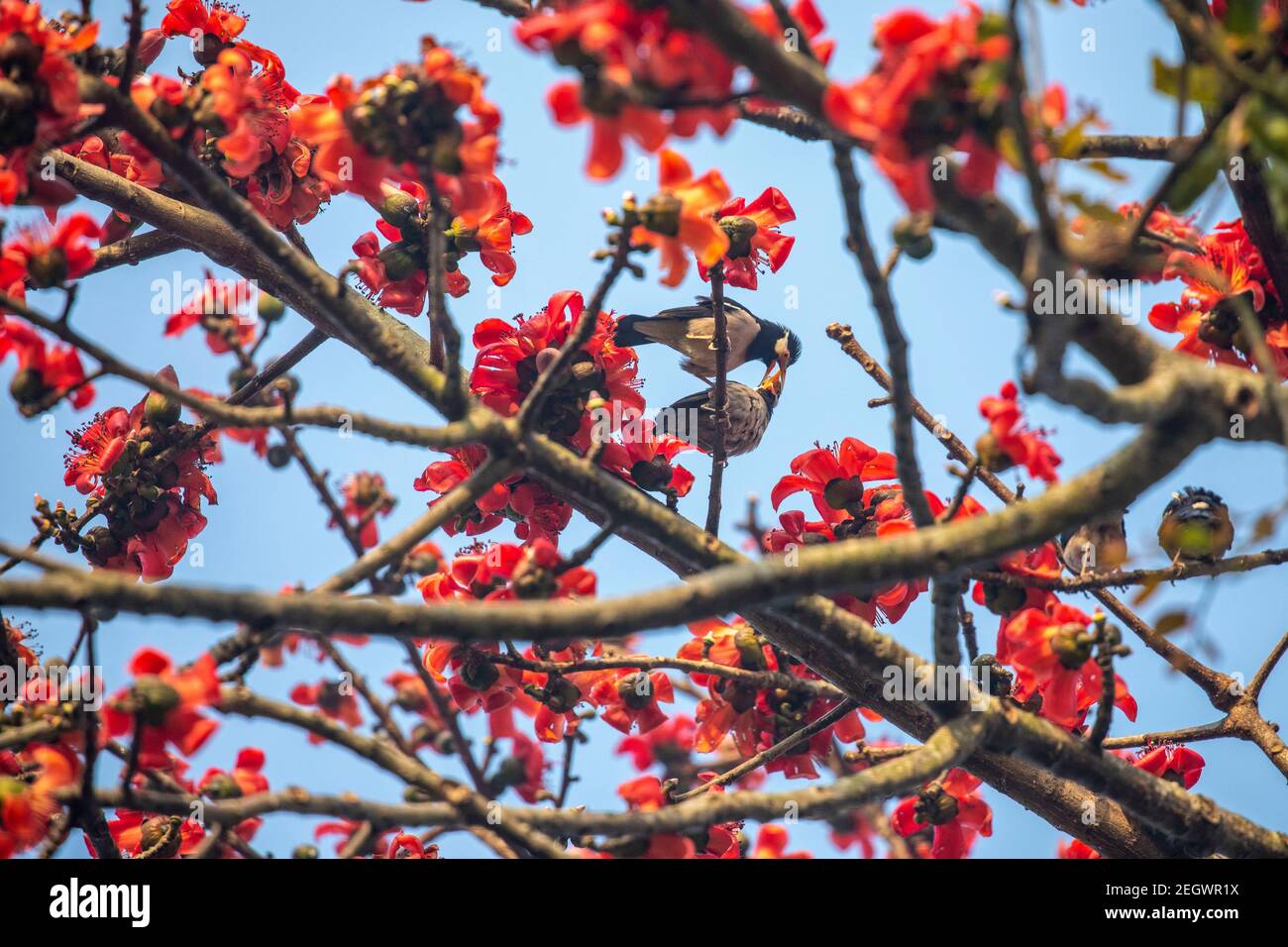 Silk Cotton flower also known as Bombax Ceiba, Shimul. Spring flowers ...