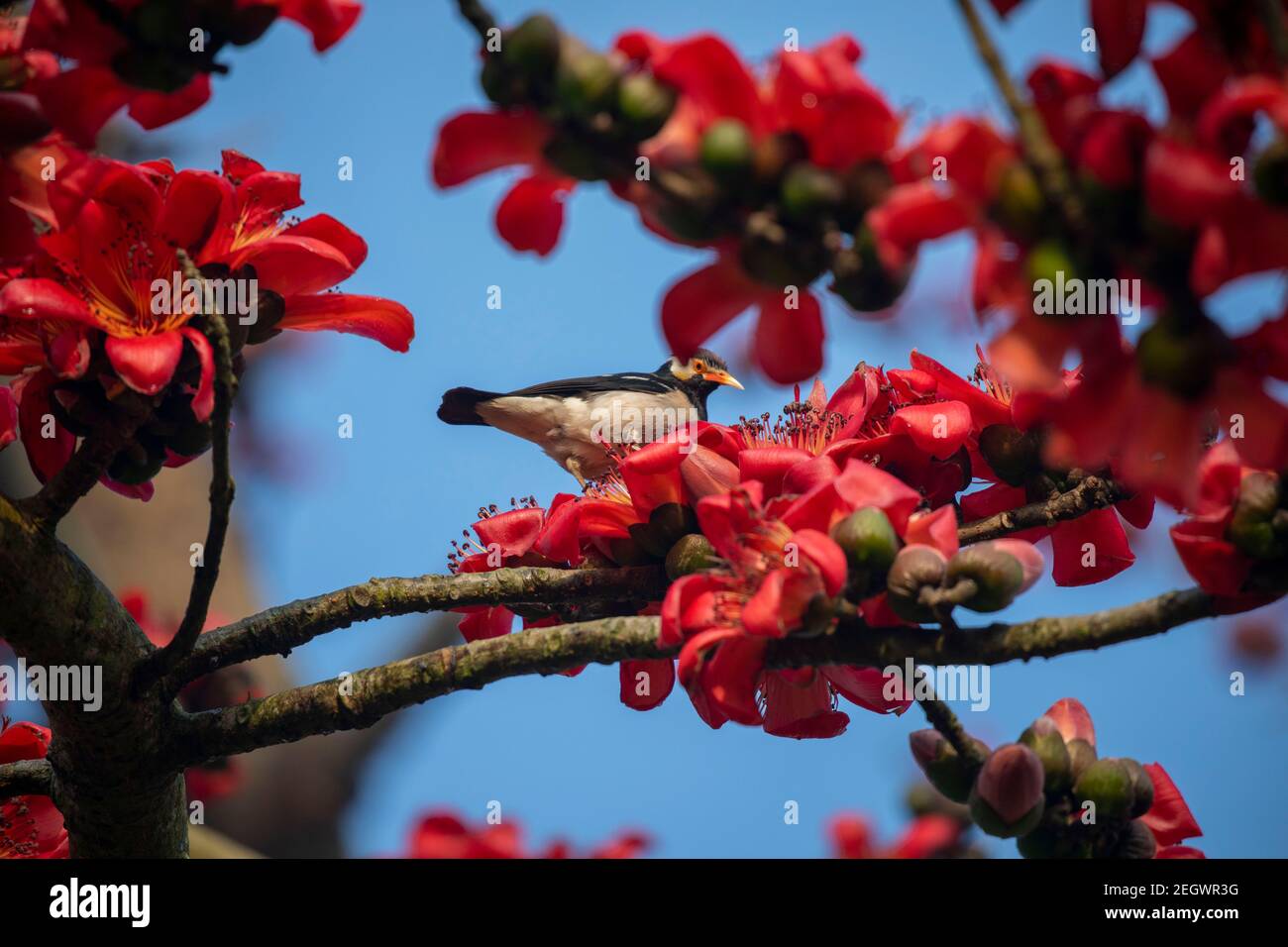 Silk Cotton flower also known as Bombax Ceiba, Shimul. Spring flowers ...