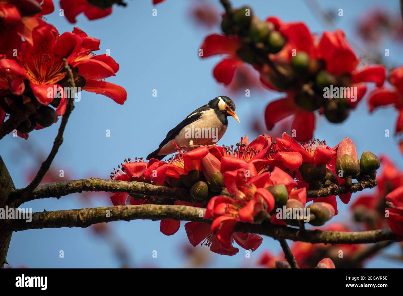 Silk Cotton flower also known as Bombax Ceiba, Shimul. Spring flowers ...