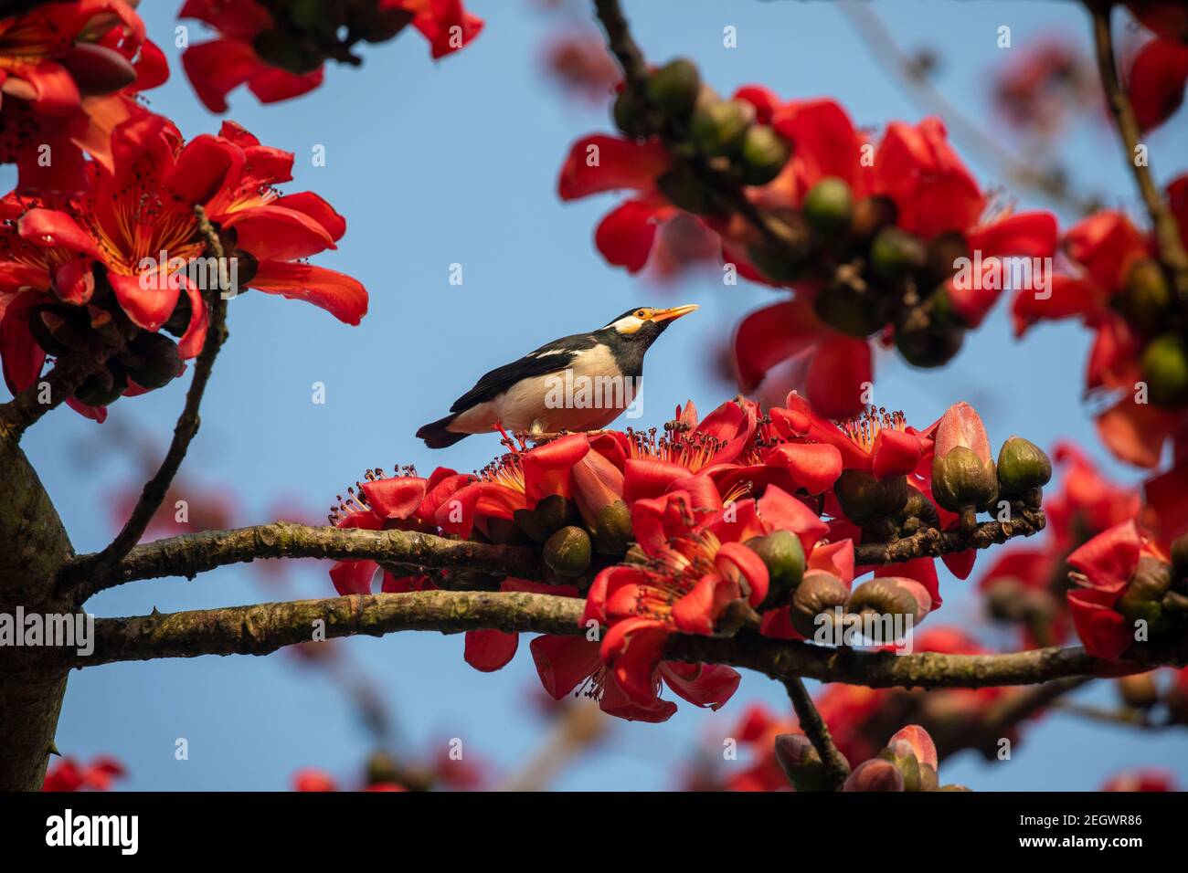 Silk Cotton flower also known as Bombax Ceiba, Shimul. Spring flowers ...