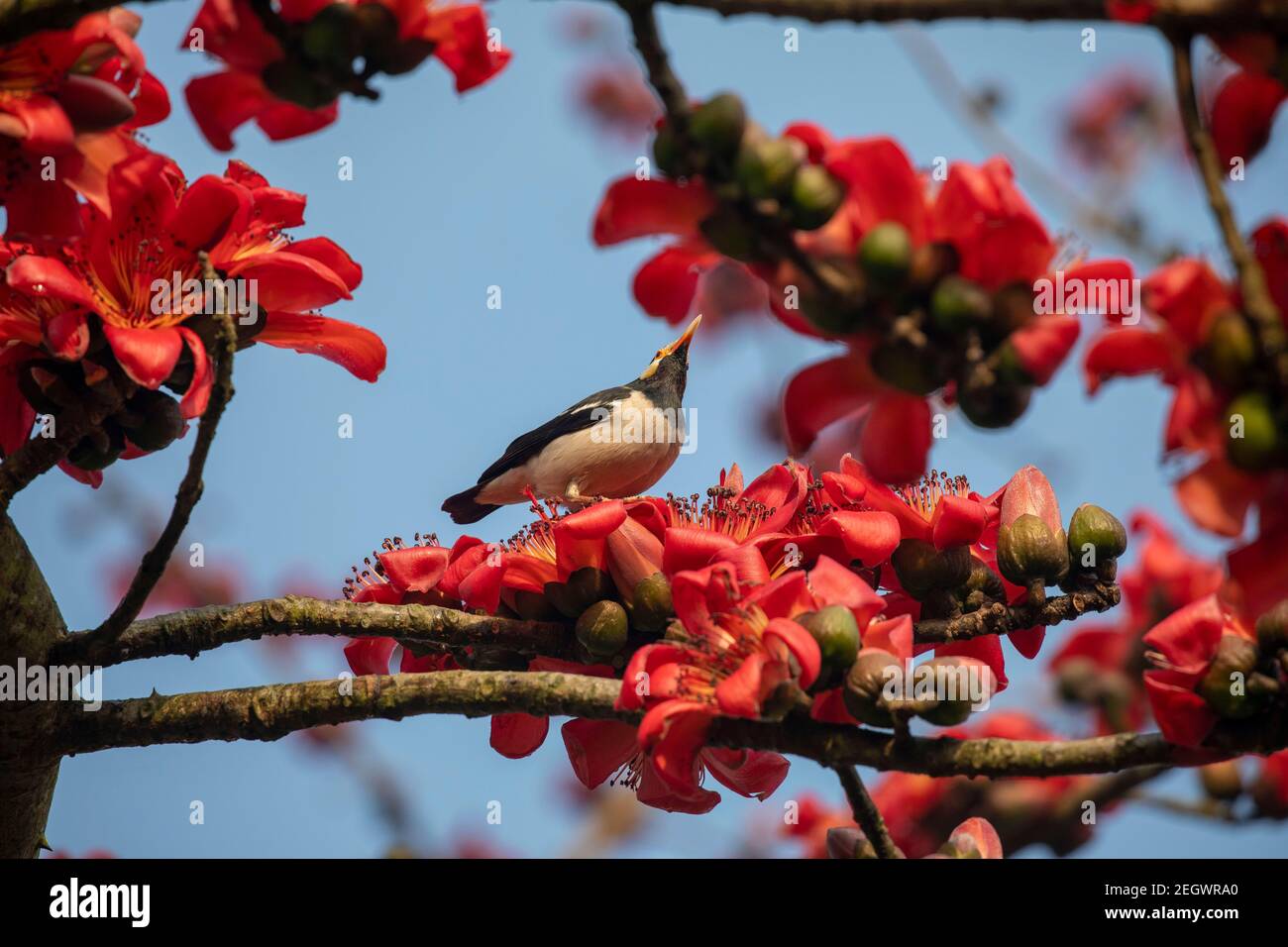 Silk Cotton flower also known as Bombax Ceiba, Shimul. Spring flowers ...