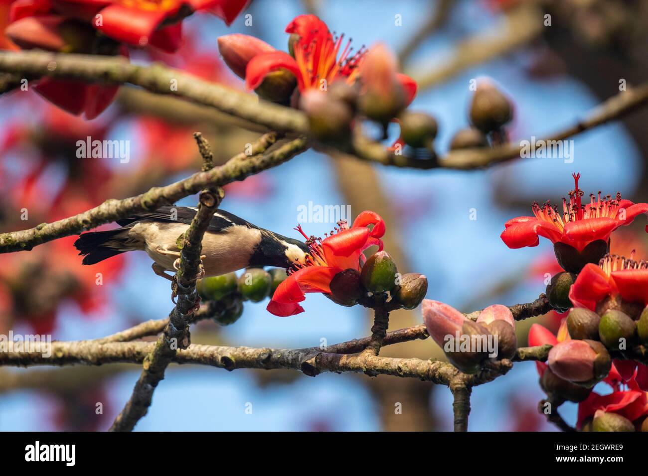 Silk Cotton flower also known as Bombax Ceiba, Shimul. Spring flowers ...