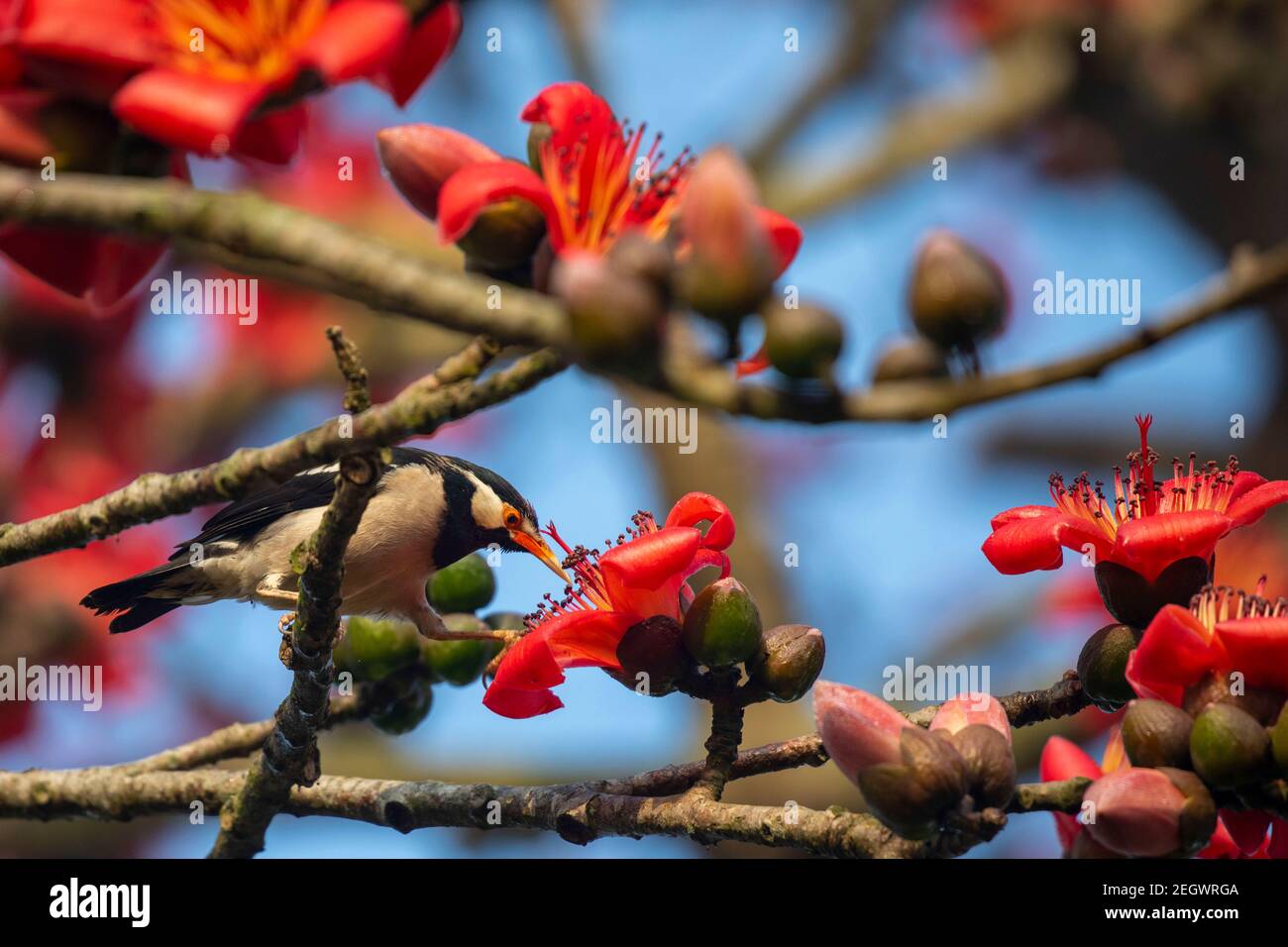 Silk Cotton flower also known as Bombax Ceiba, Shimul. Spring flowers ...