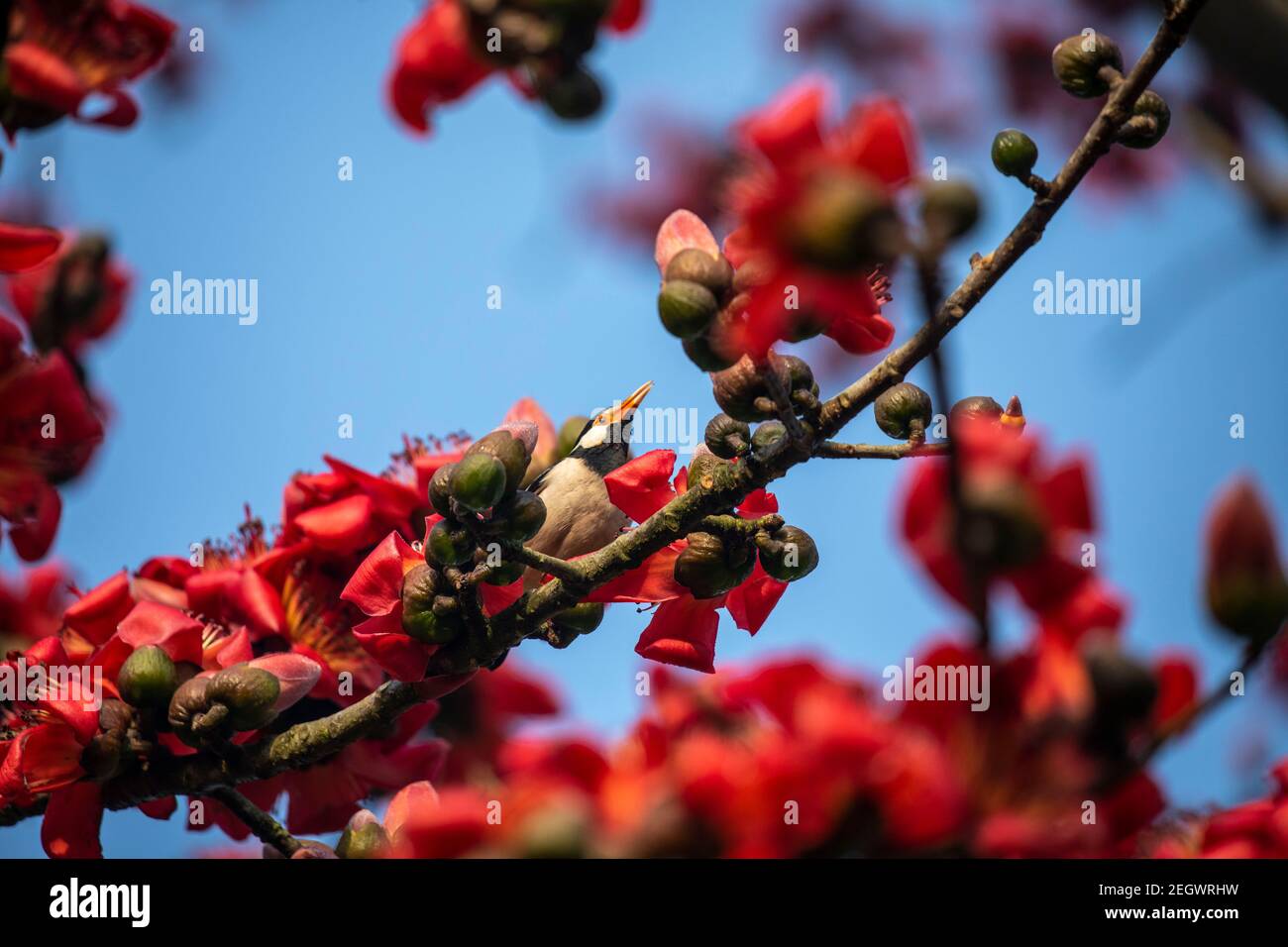 Silk Cotton flower also known as Bombax Ceiba, Shimul. Spring flowers ...