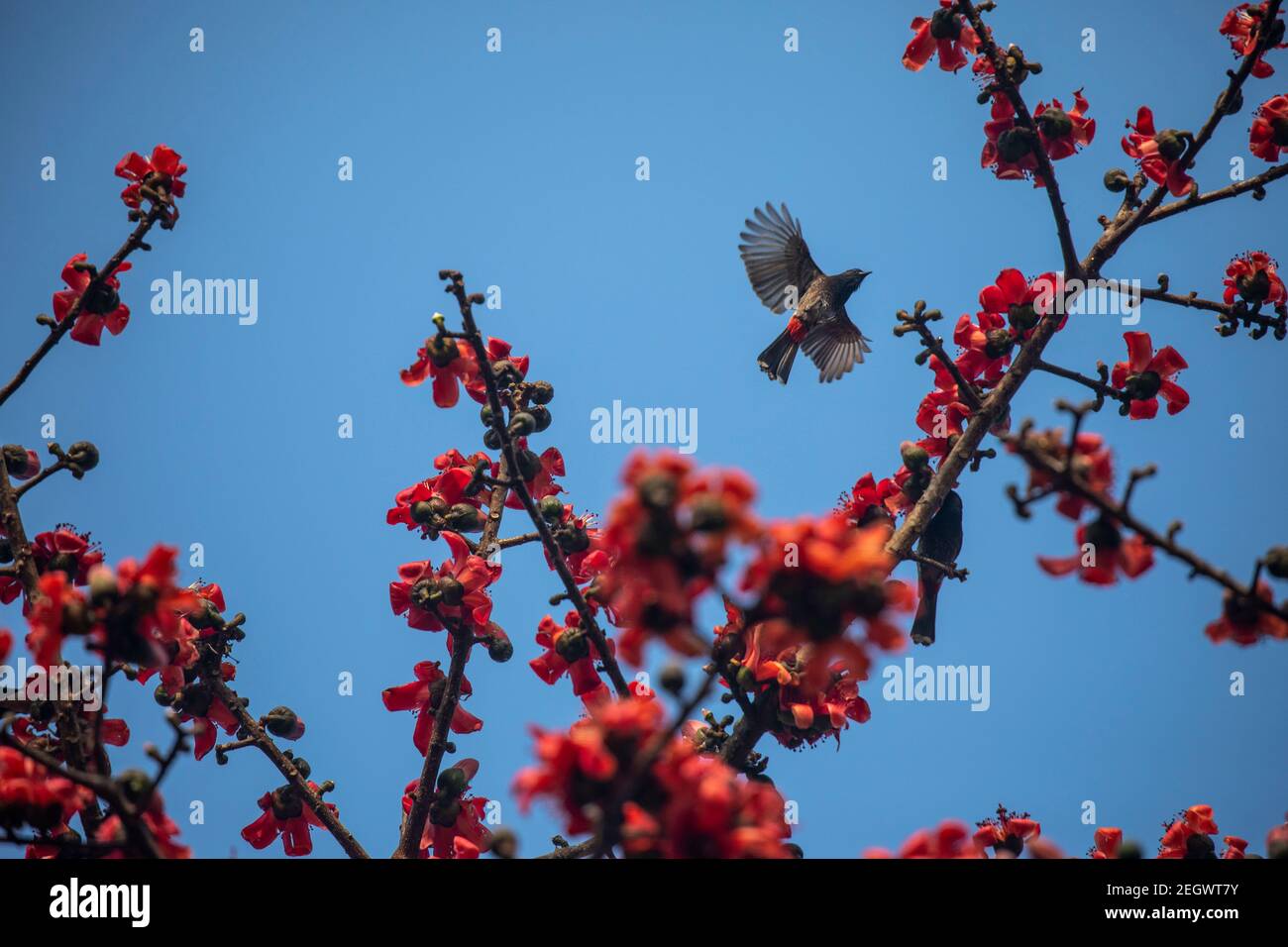 Silk Cotton flower also known as Bombax Ceiba, Shimul. Spring flowers ...