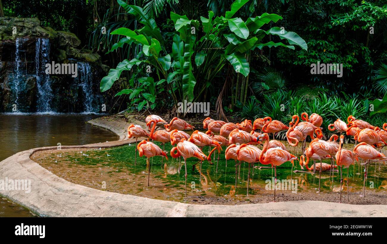 Caribbean flamingo, the most brighly-coloured of the flamingo species ...