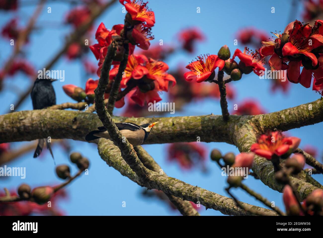 Silk Cotton flower also known as Bombax Ceiba, Shimul. Spring flowers ...