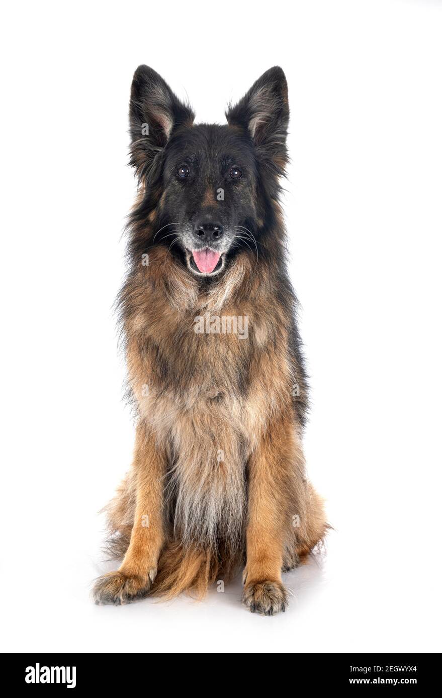 old german shepherd in front of white background Stock Photo - Alamy
