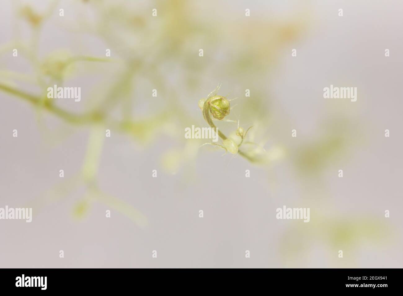 Lesser bladderwort (Utricularia minor Stock Photo - Alamy
