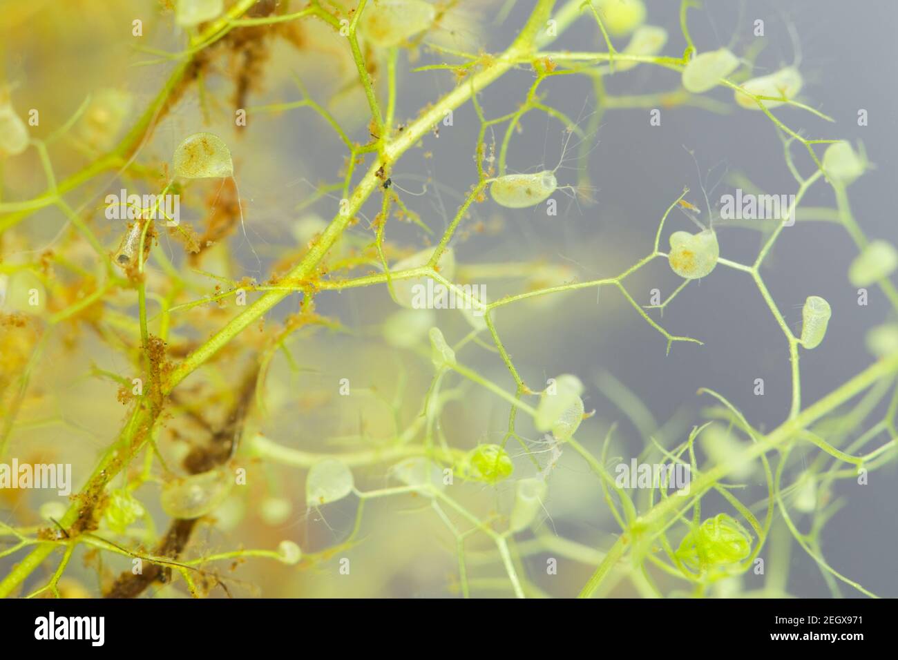 Lesser bladderwort (Utricularia minor Stock Photo - Alamy