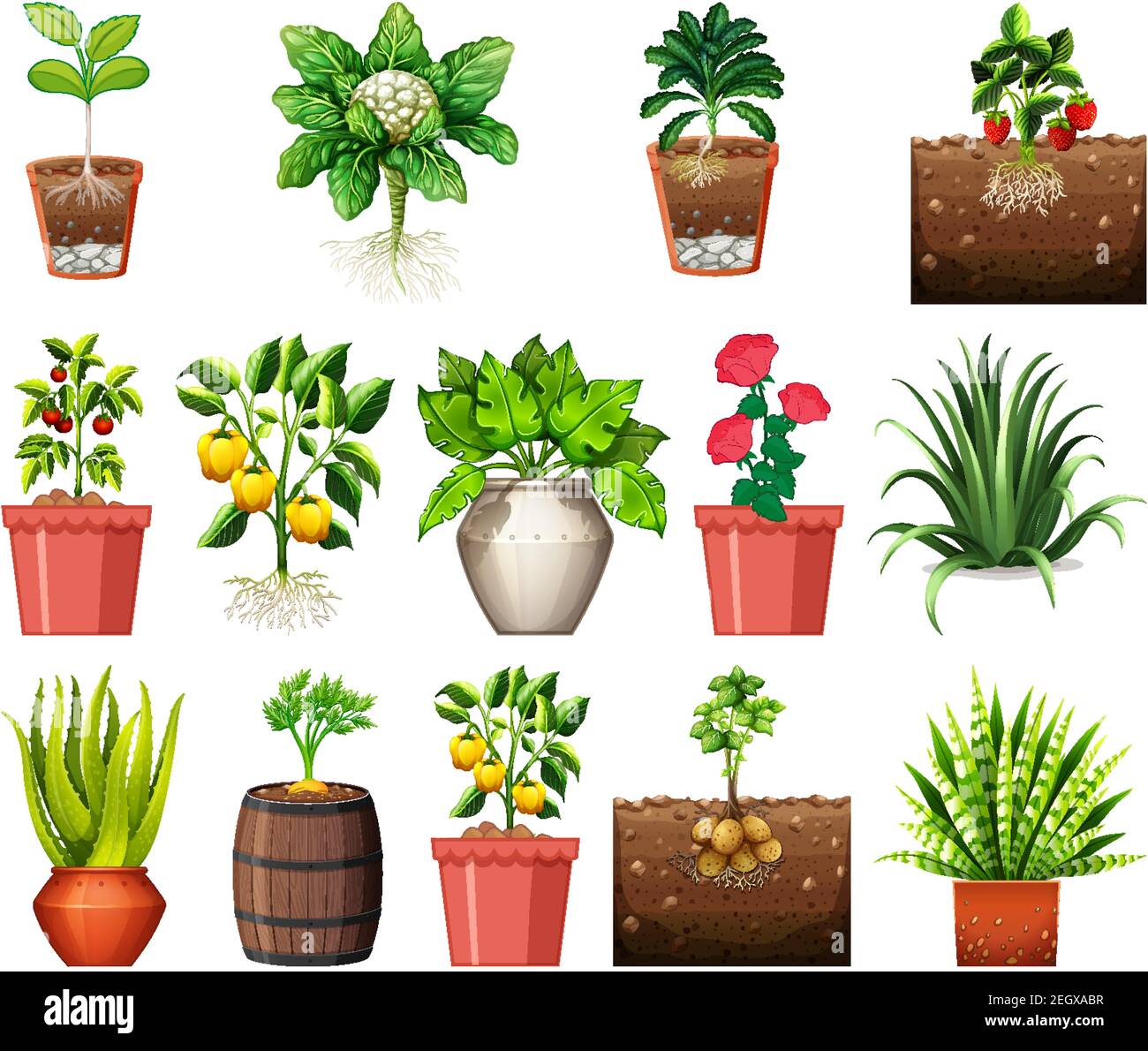 Set of different plants in pots isolated on white background ...