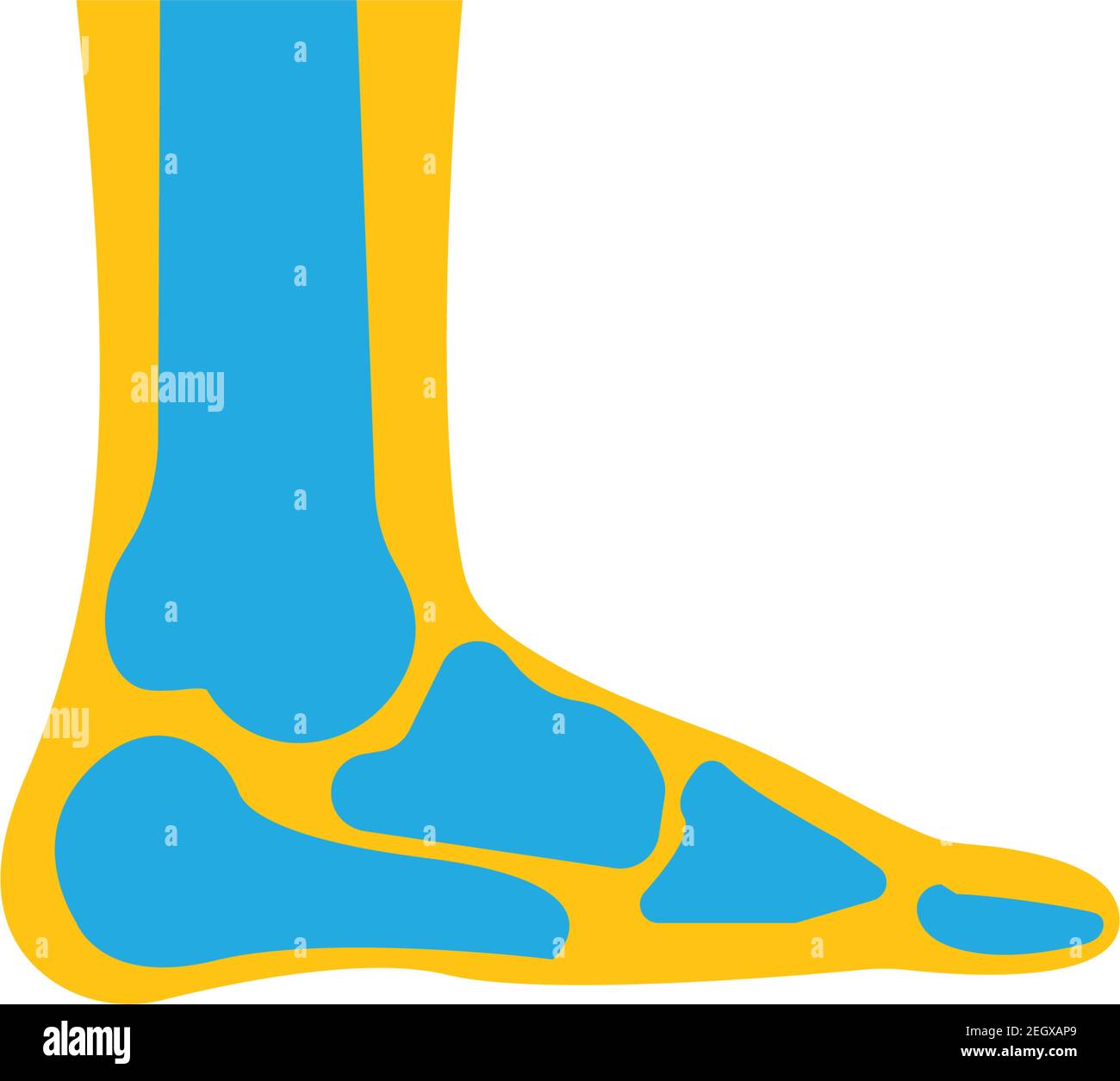 Calcaneus ankle Stock Vector Images - Alamy