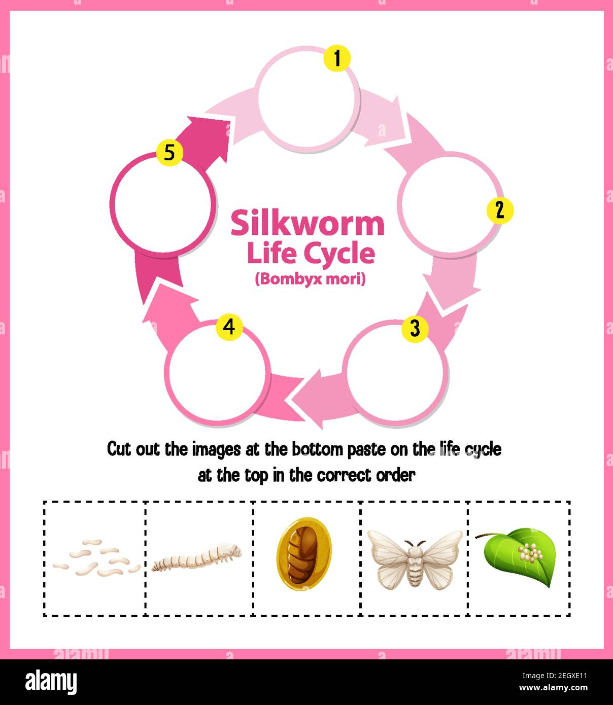 Diagram showing life cycle of Silkworm illustration Stock Vector Image ...