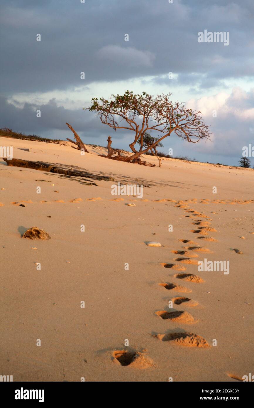Bootprints on shiny sandy beach showered by afternoon light during dry ...