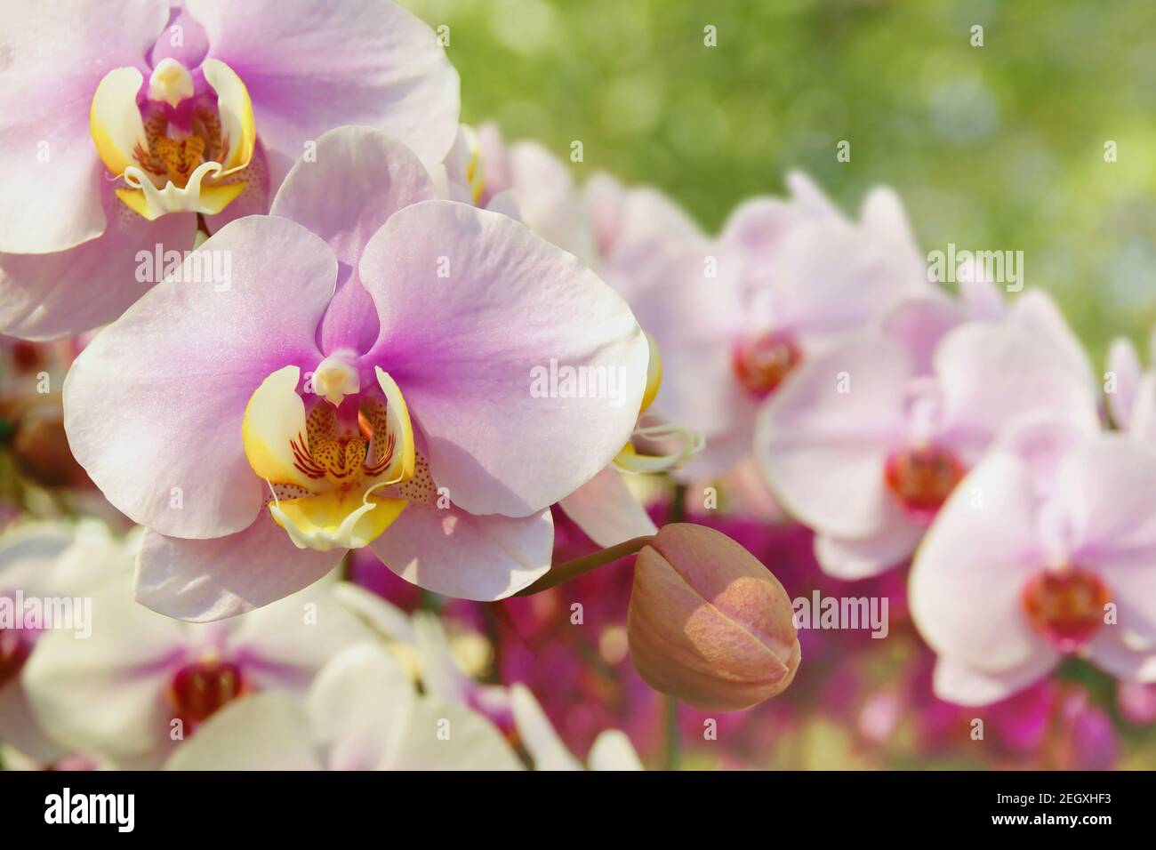 Lush cluster of orchid flowers hi-res stock photography and images - Alamy