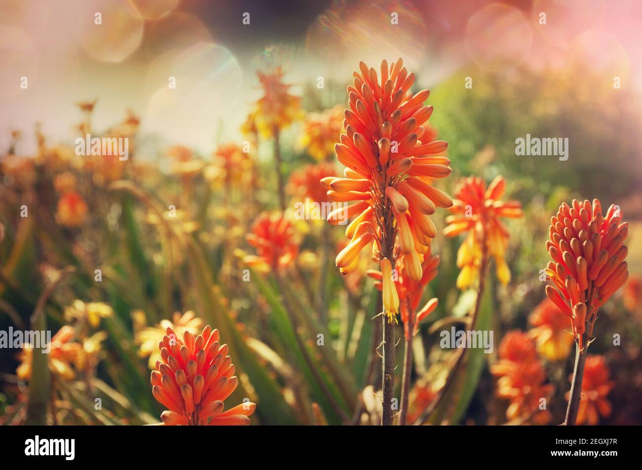 Aloe Vera flowers blossom in lake shore, New Zealand Stock Photo - Alamy