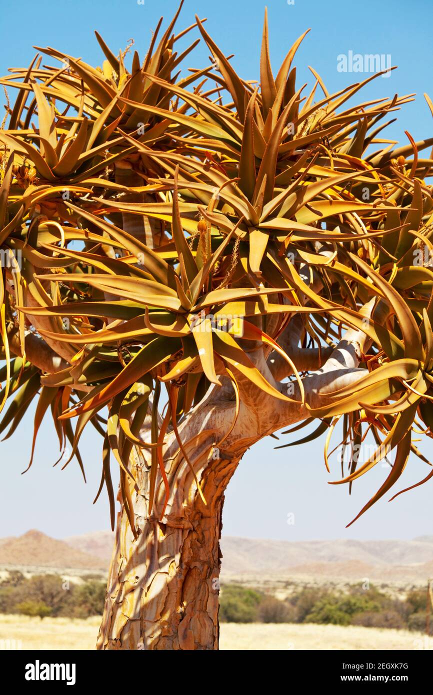 Quiver tree in african desert. Namibia, Africa Stock Photo - Alamy