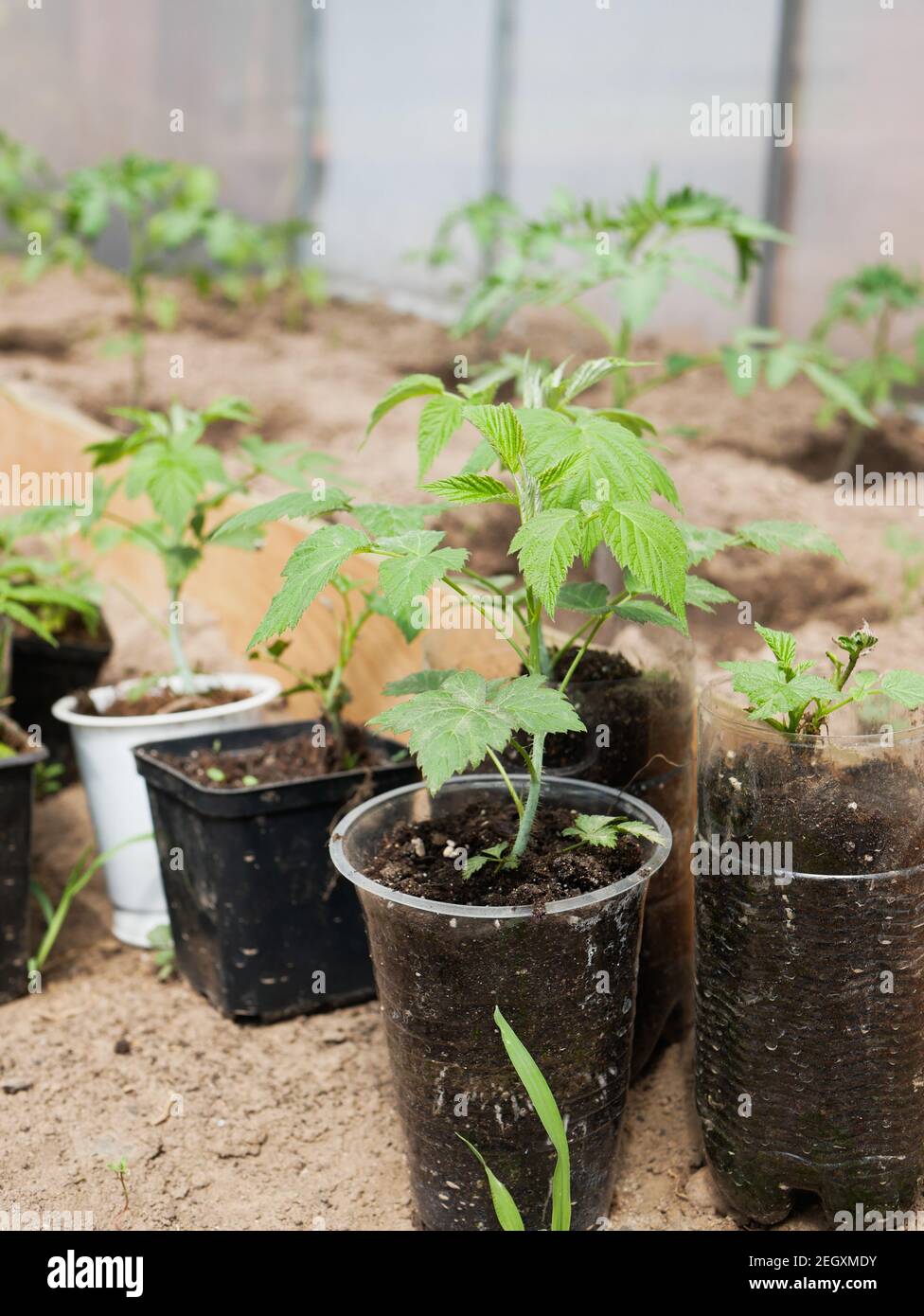 Raspberry seedling hi-res stock photography and images - Alamy