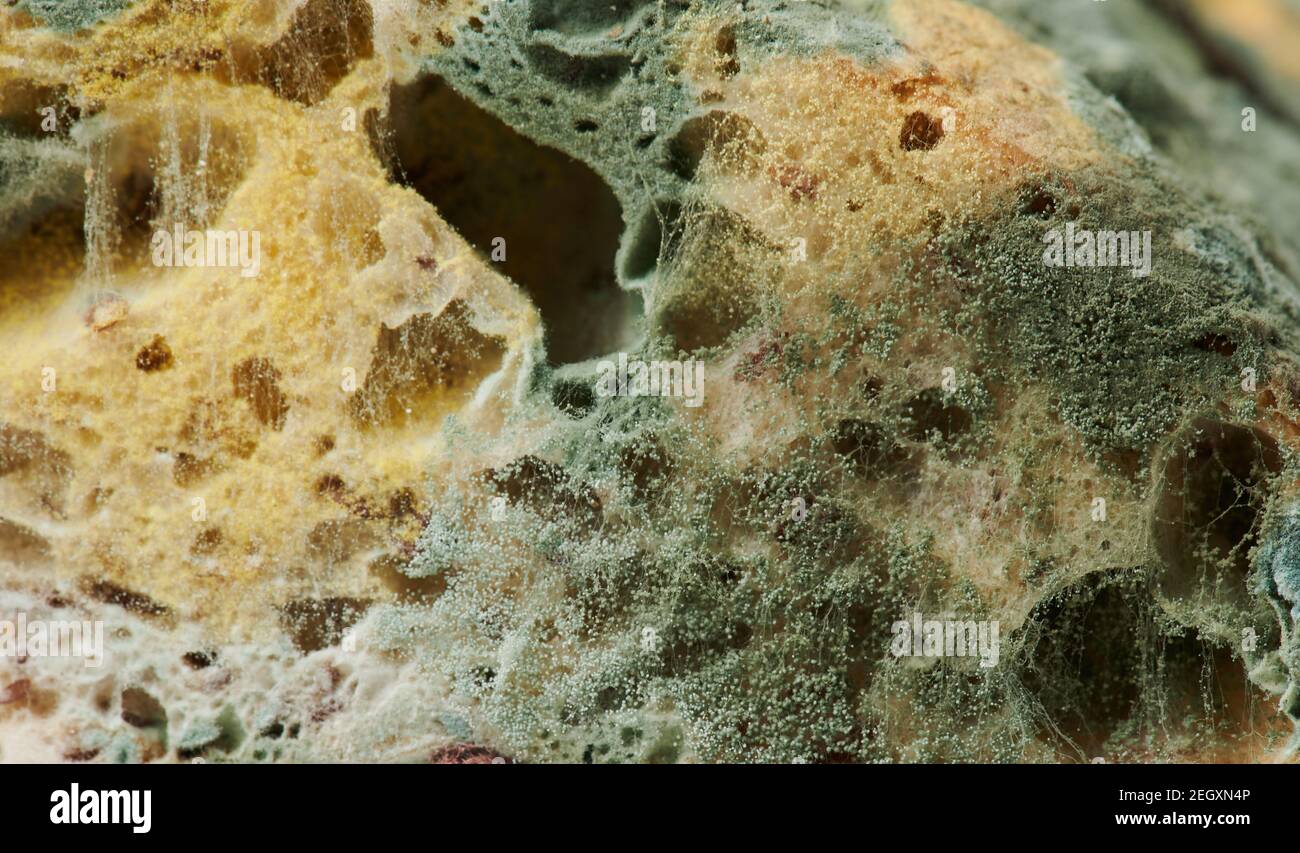 Spores of fungus on bread macro close up view Stock Photo - Alamy