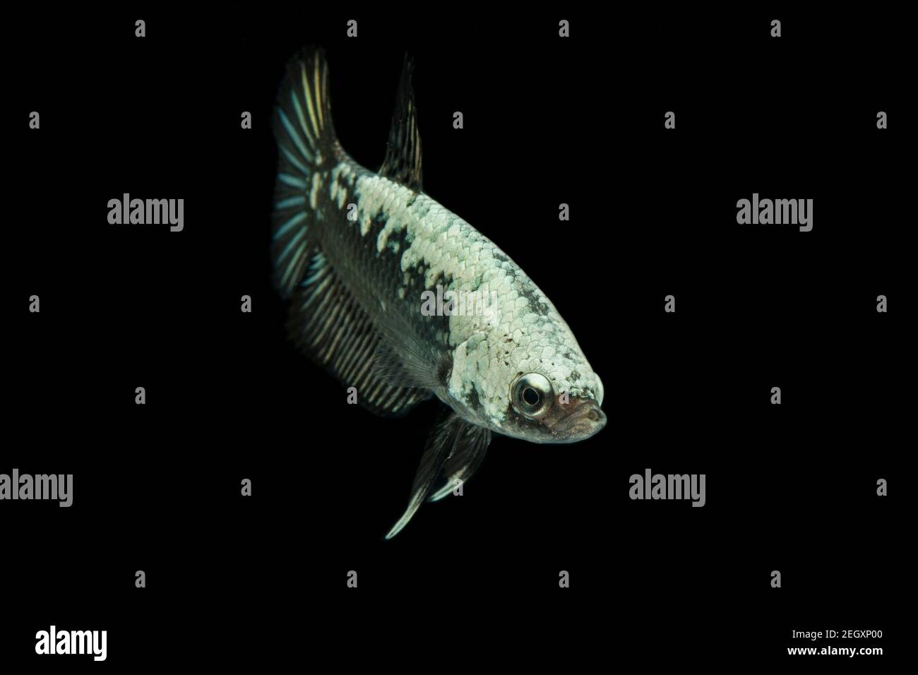 Plakat betta hi-res stock photography and images - Alamy